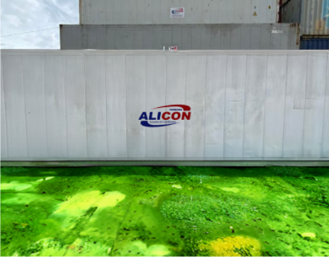 Alicon
